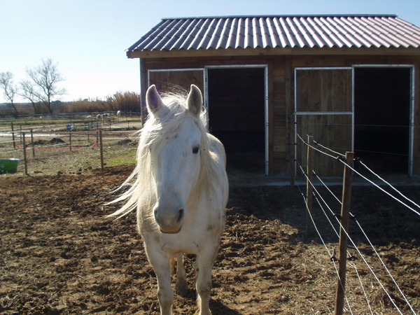 Centre équestre Les Trois Temps - box avec paddock